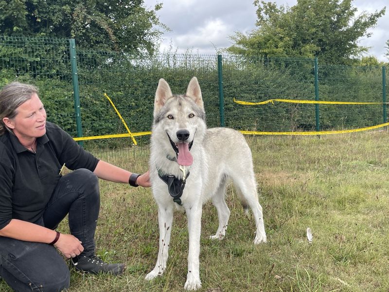 What Is The Breed Of Northern Inuit Dog