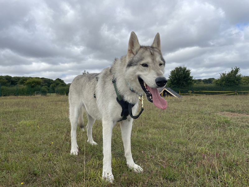What Is The Breed Of Northern Inuit Dog