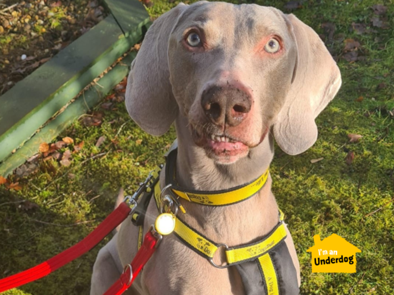 Rescue Scottish Pets - Rescue dogs cats and other pets in Scotland ...