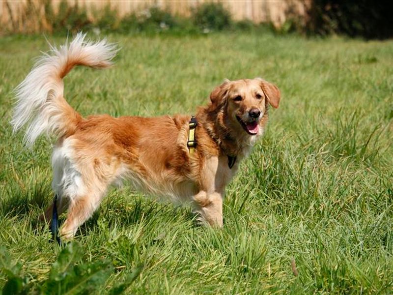 Bentley - Adopt a Golden Retriever from Mid Ardlaw, Aberdeenshire