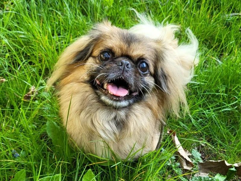 Are Pekingese Dogs Loyal