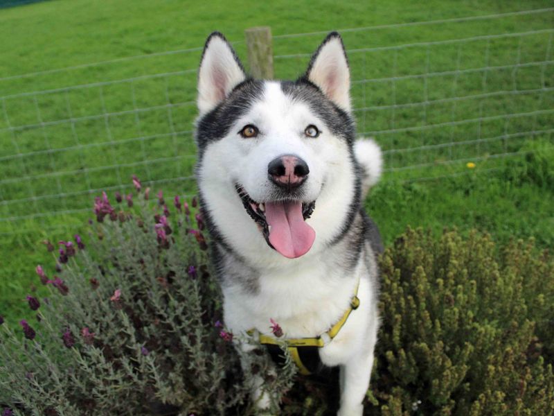 Adopt a Siberian Husky Rescue Dog | Loki husky | Dogs Trust