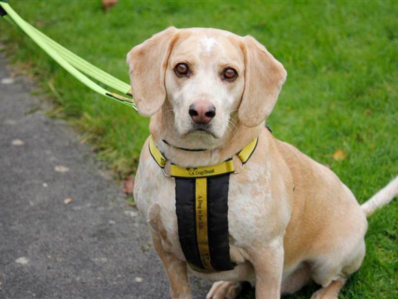 How Much Is It To Chip A Dog Uk