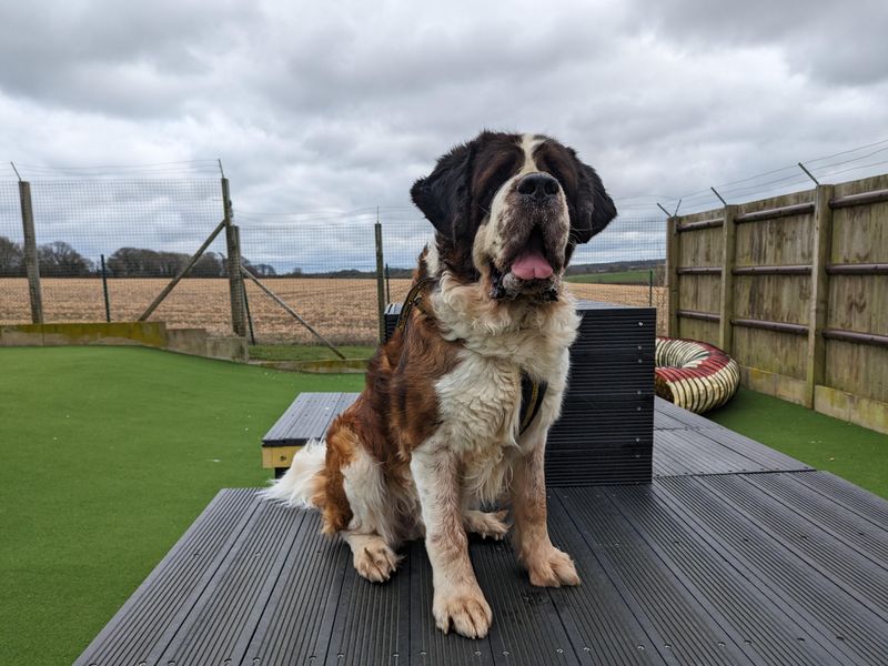 What Happened To The Dog That Played Beethoven