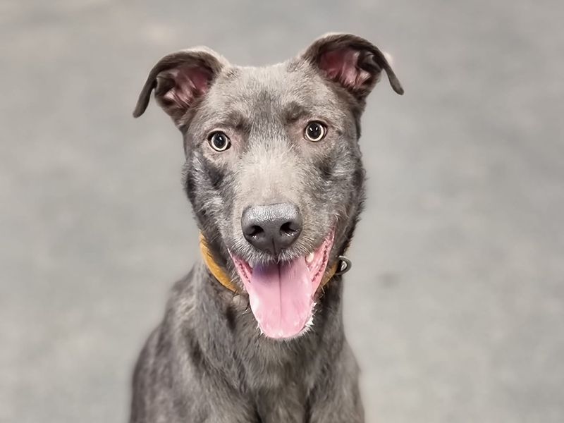 Irish Wolfhound German Shepherd Mix