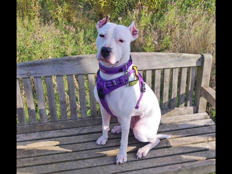 American Bulldog dogs and puppies for rehoming or adoption in Burnham ...