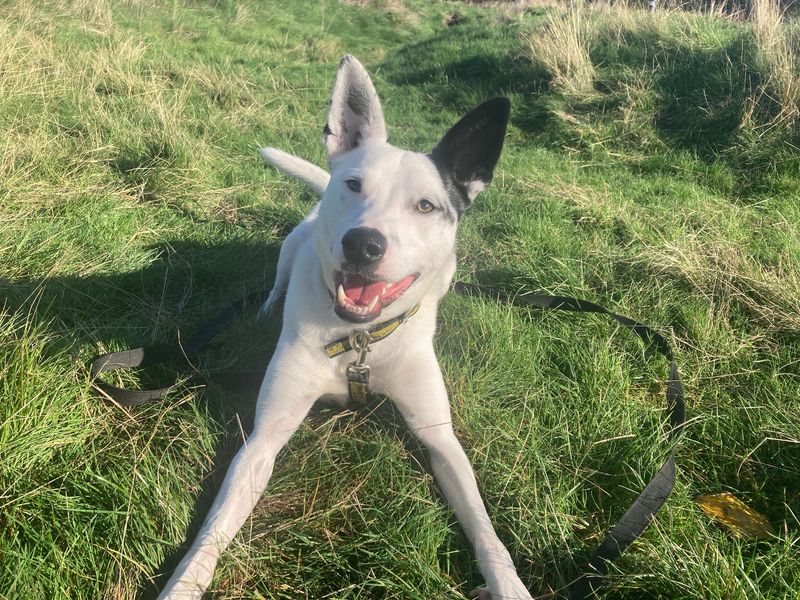 At What Age Is A Cretan Hound Full Grown
