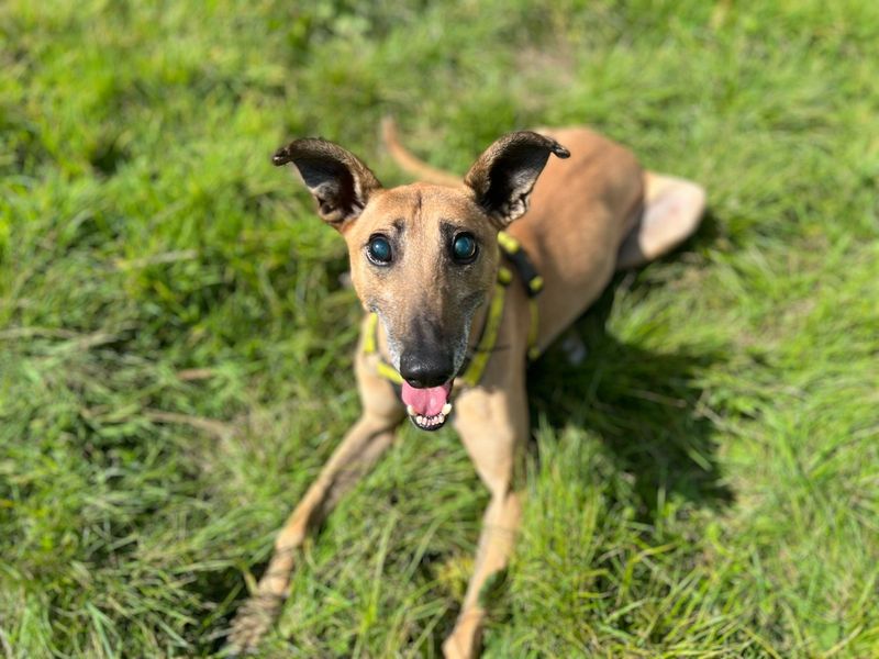 At What Age Is A Lurcher Full Grown