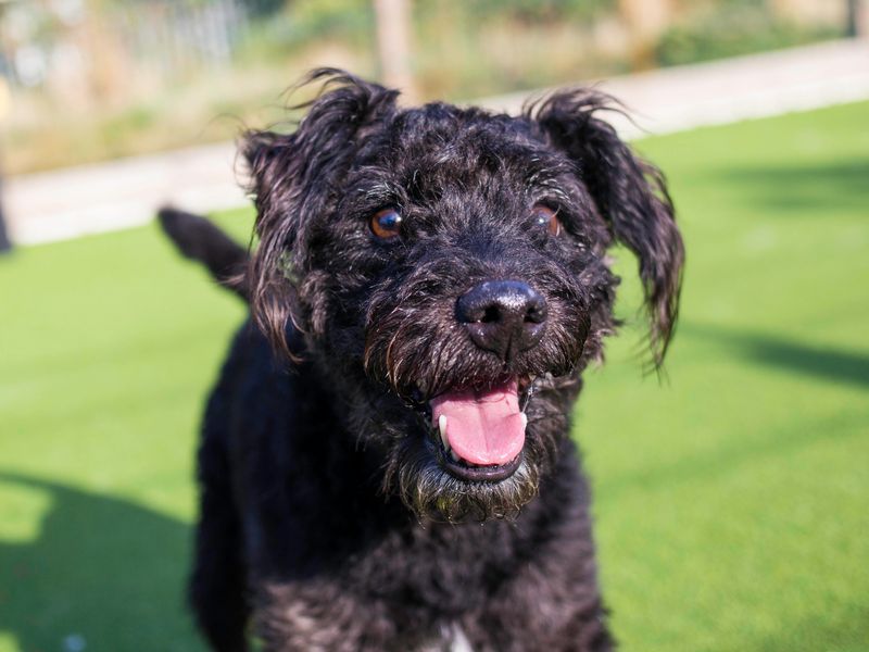 What Is A Patterdale Terrier Crossed With