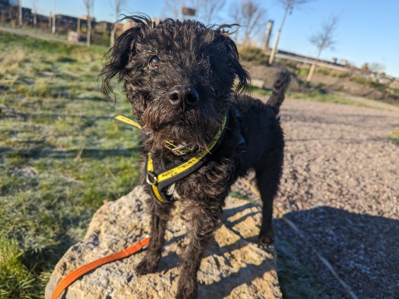 What Is A Patterdale Terrier Crossed With