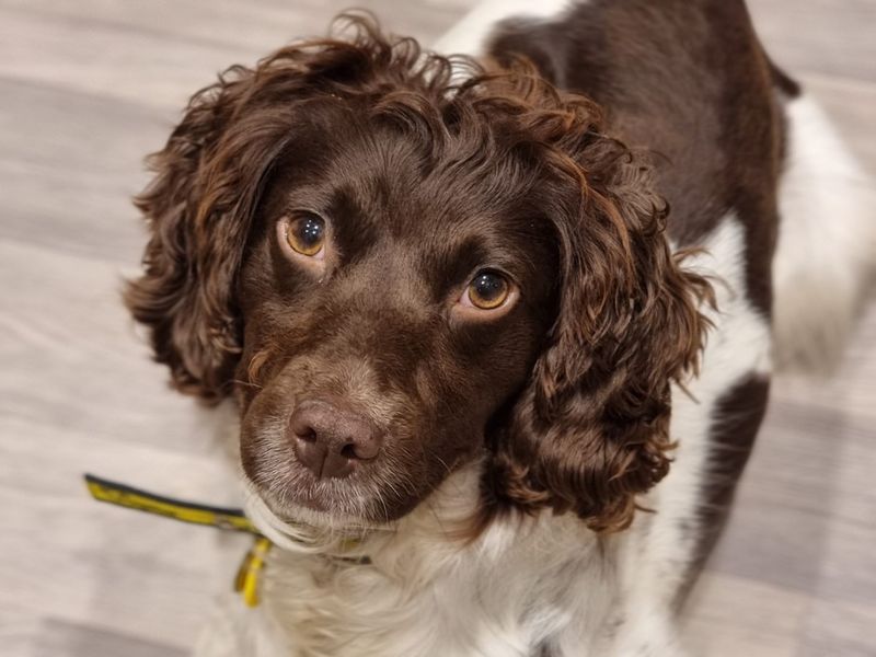 Petal - Adopt a Springer Spaniel from Snetterton, Norfolk