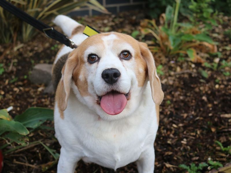 Rescue Scottish Pets - Rescue dogs cats and other pets in Scotland ...