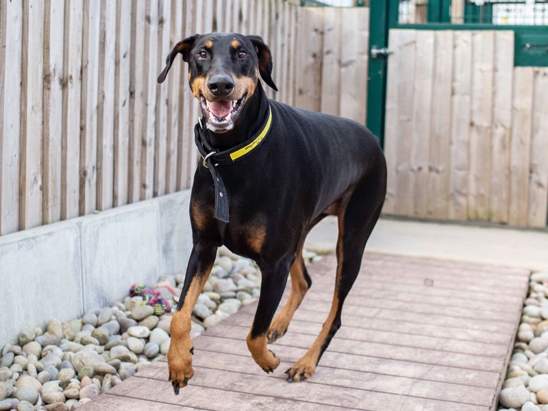 What Does The Doberman Lean Mean