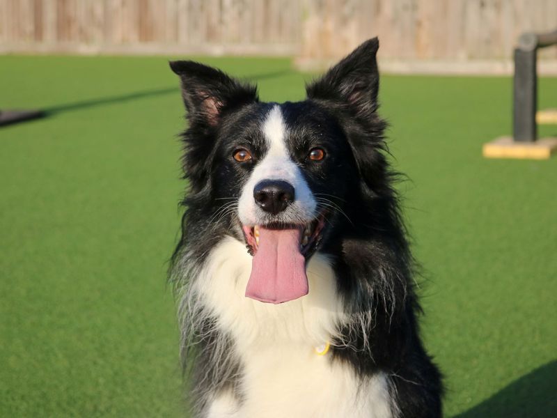 Rescue Scottish Pets - Rescue dogs cats and other pets in Scotland ...