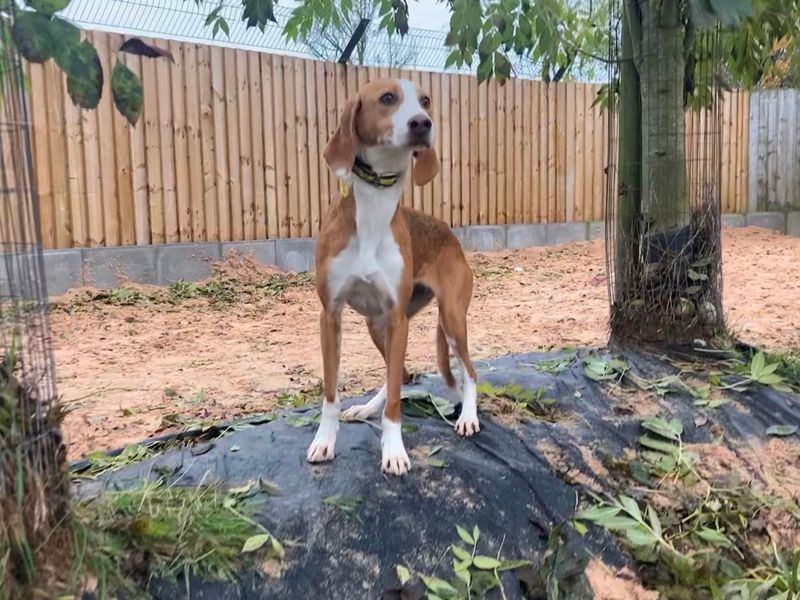 At What Age Is A Posavac Hound Full Grown