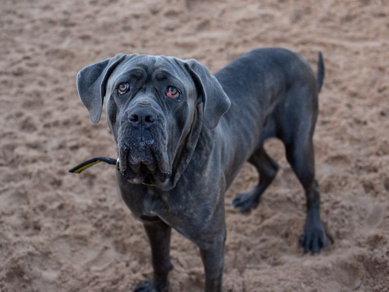 What Does Napoleon Use The Dogs For