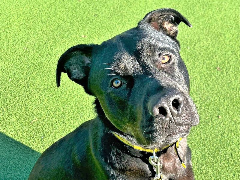 Adopt a Crossbreed Rescue Dog | King | Dogs Trust