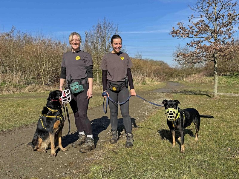 Rottweiler Dogs And Puppies For Adoption | Rottweiler Owners