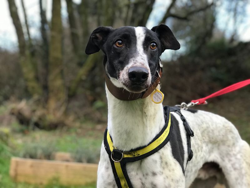 Can I Bring Dog On Dart