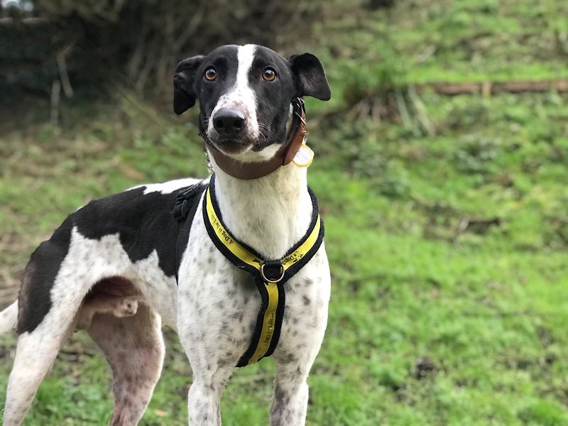 Can I Bring Dog On Dart