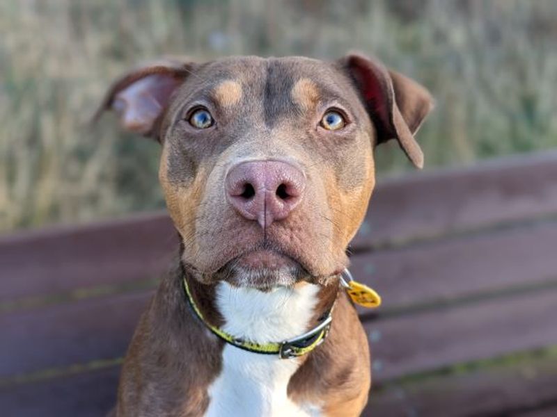 Rescue Scottish Pets - Rescue dogs cats and other pets in Scotland ...