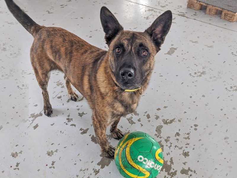 Adopt a Dutch Shepherd Cross Rescue Dog | Lady Ruby Waggington | Dogs Trust