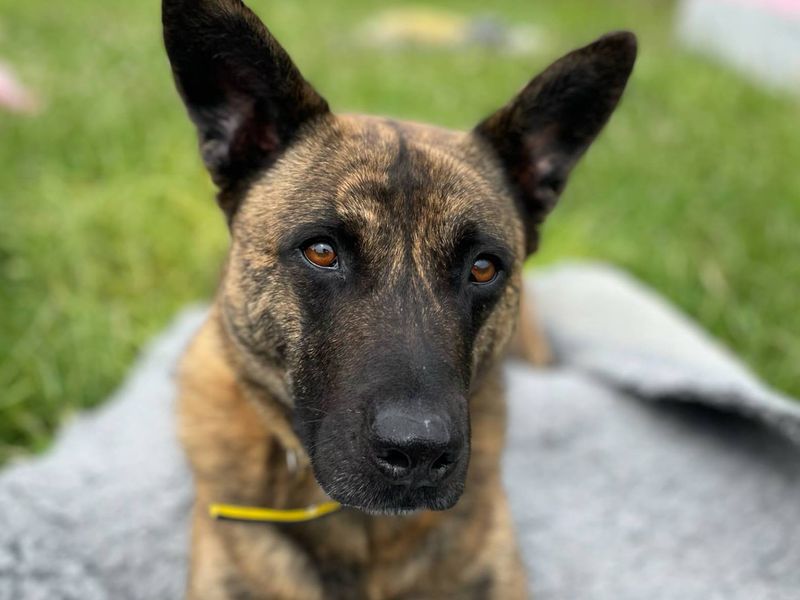 Adopt a Dutch Shepherd Cross Rescue Dog | Lady Ruby Waggington | Dogs Trust