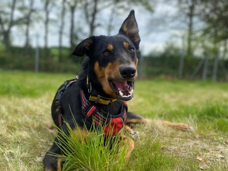 Adopt a Collie (Border) Cross Rescue Dog | Olly | Dogs Trust
