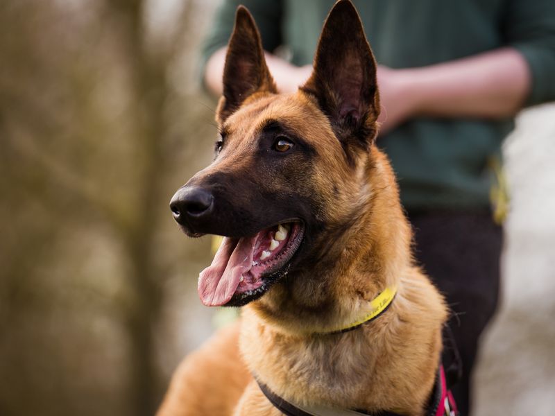 German Shepherd Look Alike Dog Breeds Shepherds' Bone | atelier-yuwa ...