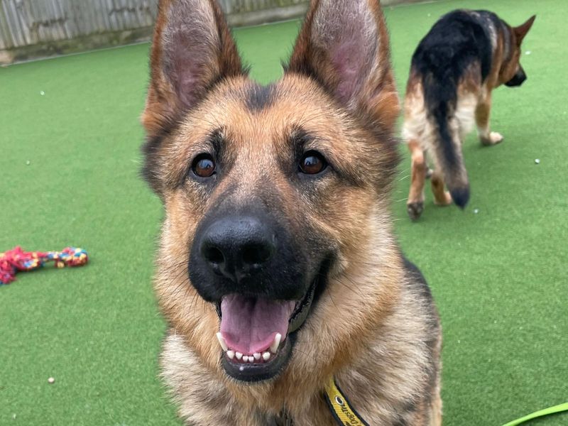 What Was The Dogs Name In The Meg