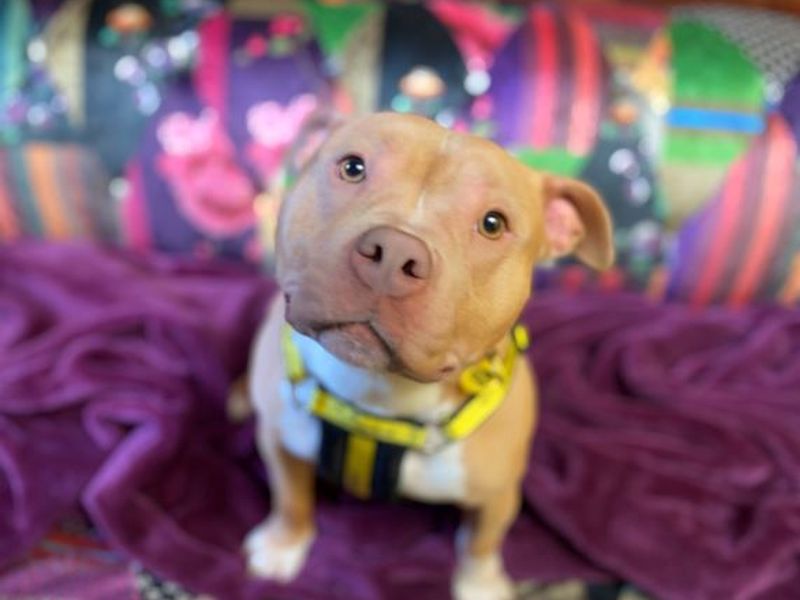 Why Was Dogs Trust Founded