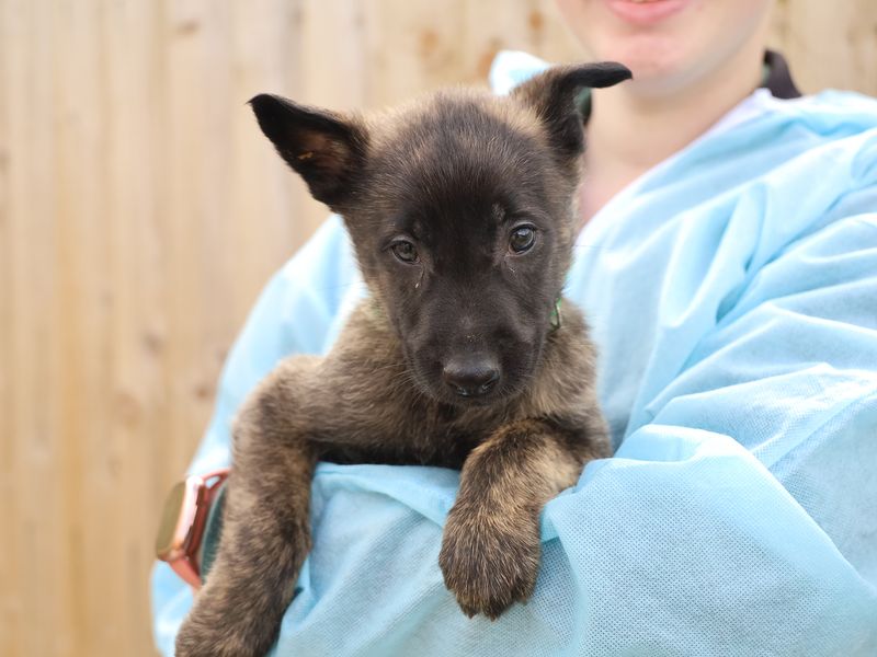 Are Dutch Shepherds Good With Babies