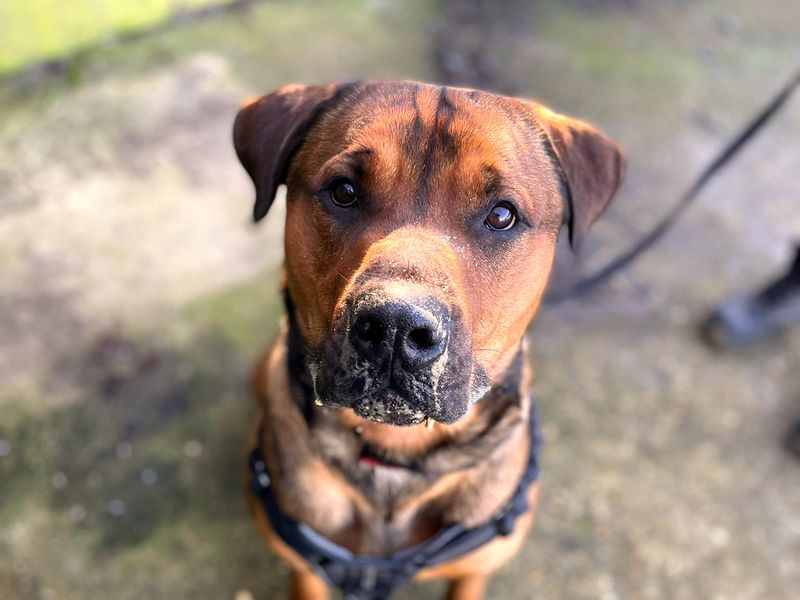 Rhodesian Ridgeback Rottweiler Mix