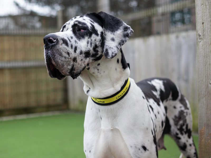 Greden Dog Images