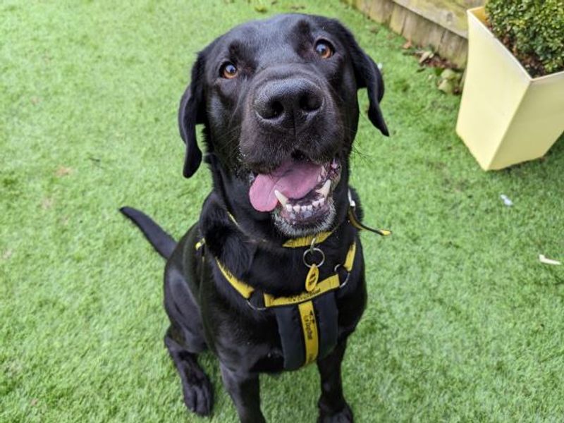 Rescue Scottish Pets - Rescue dogs cats and other pets in Scotland ...