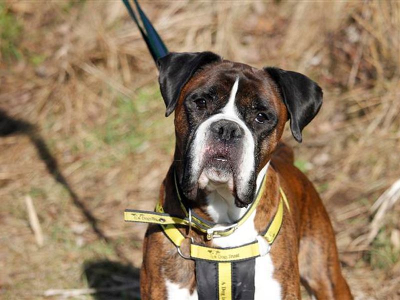 Why Is My Boxer So Aggressive