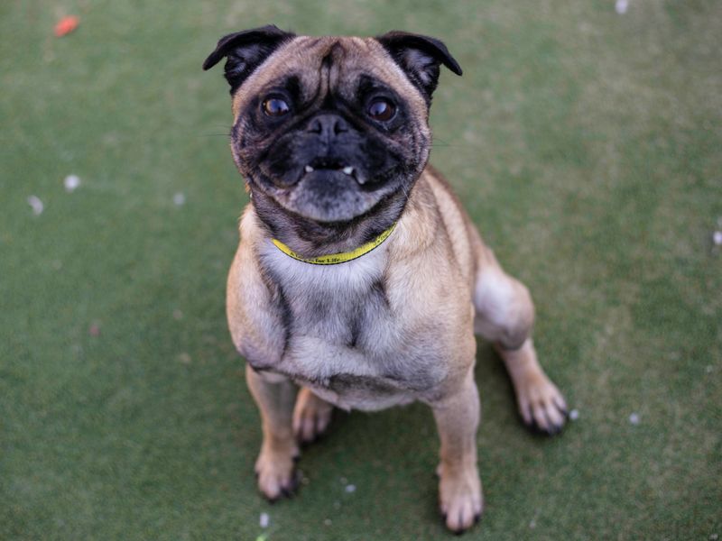 Pug Dogs And Puppies For Adoption | Pug Owners