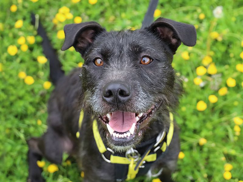 Adopt a Crossbreed Rescue Dog | Brontë | Dogs Trust