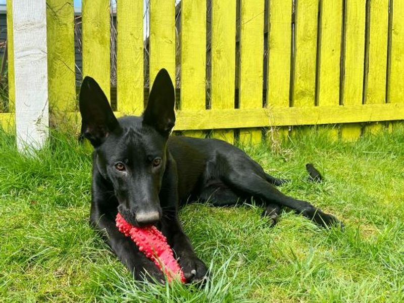 Rescue Scottish Pets - Rescue dogs cats and other pets in Scotland ...