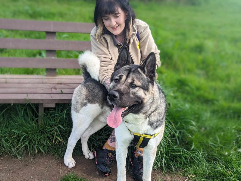 Adopt a American Akita Rescue Dog | Bucky | Dogs Trust