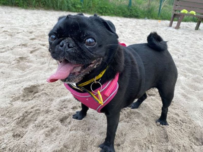 Rescue Scottish Pets - Rescue dogs cats and other pets in Scotland ...