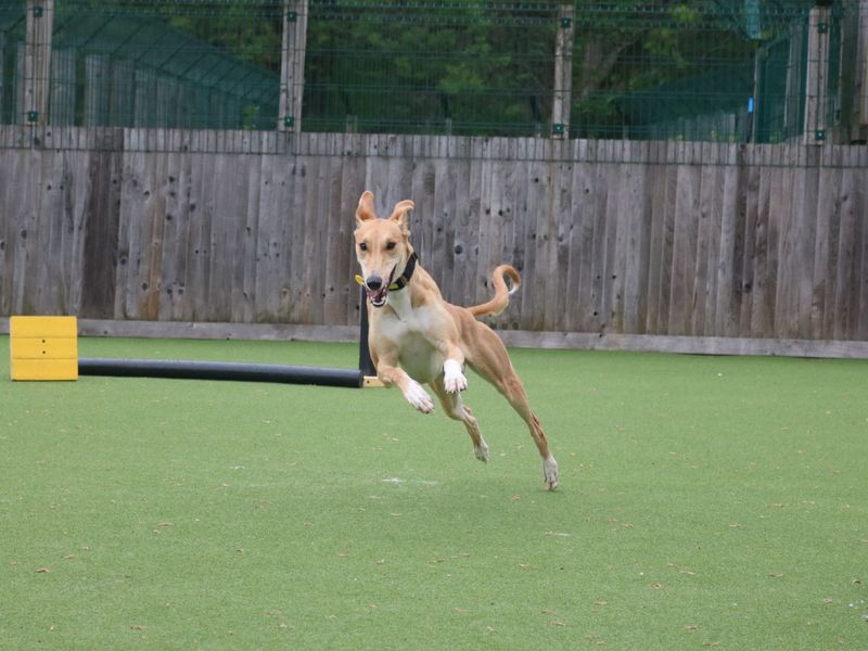 Rescue Scottish Pets - Rescue dogs cats and other pets in Scotland ...