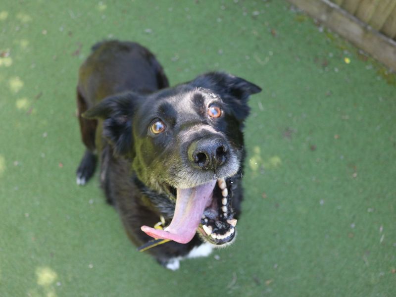 Rescue Scottish Pets - Rescue dogs cats and other pets in Scotland ...