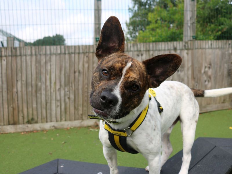 Jack Russell Dogs And Puppies In Need Of Adoption, Rehoming And Rescue ...