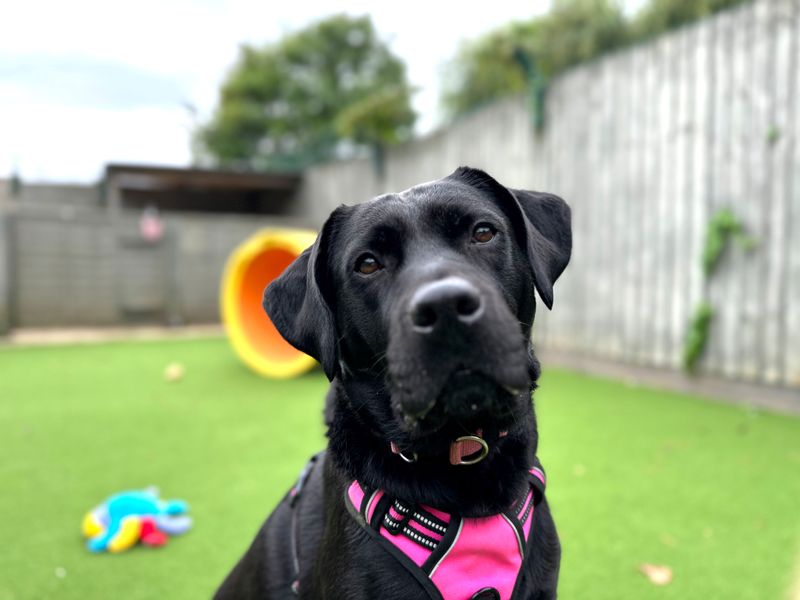 Adopt a Retriever (Labrador) Cross Rescue Dog | Bella Boo | Dogs Trust
