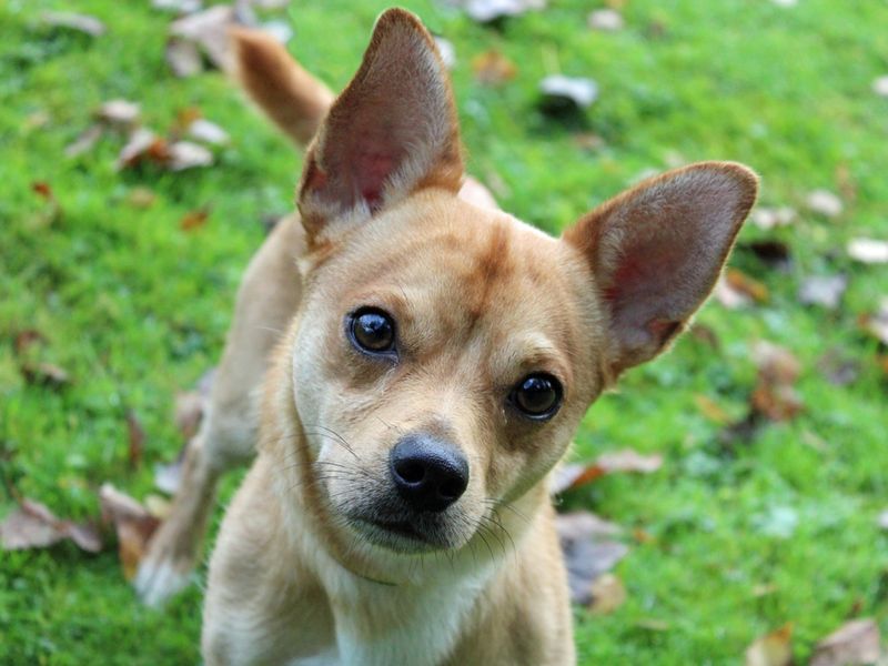 Rodney - Jack Russell Puppy For Adoption in Liverpool, Merseyside