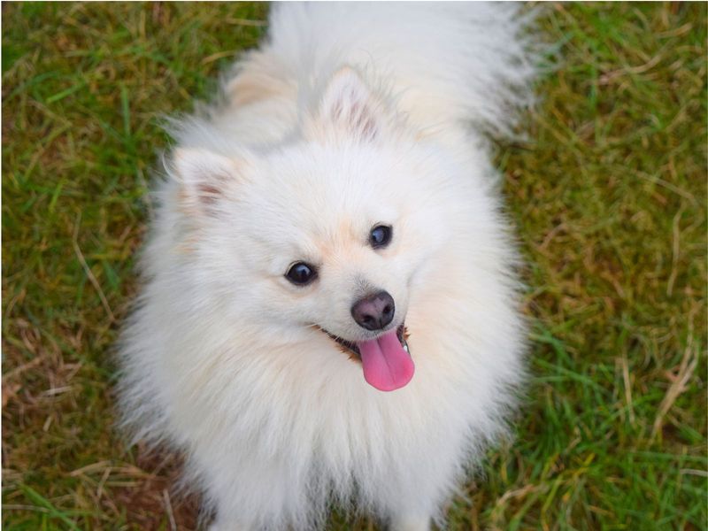 Pomeranian Dogs And Puppies In Need Of Adoption, Rehoming And Rescue ...