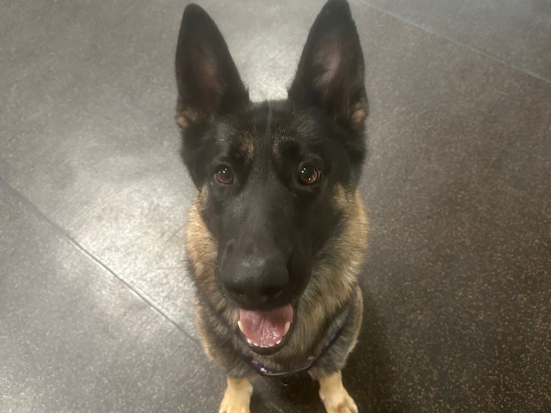 German Shepherd Dogs And Puppies For Adoption | German Shepherd Owners