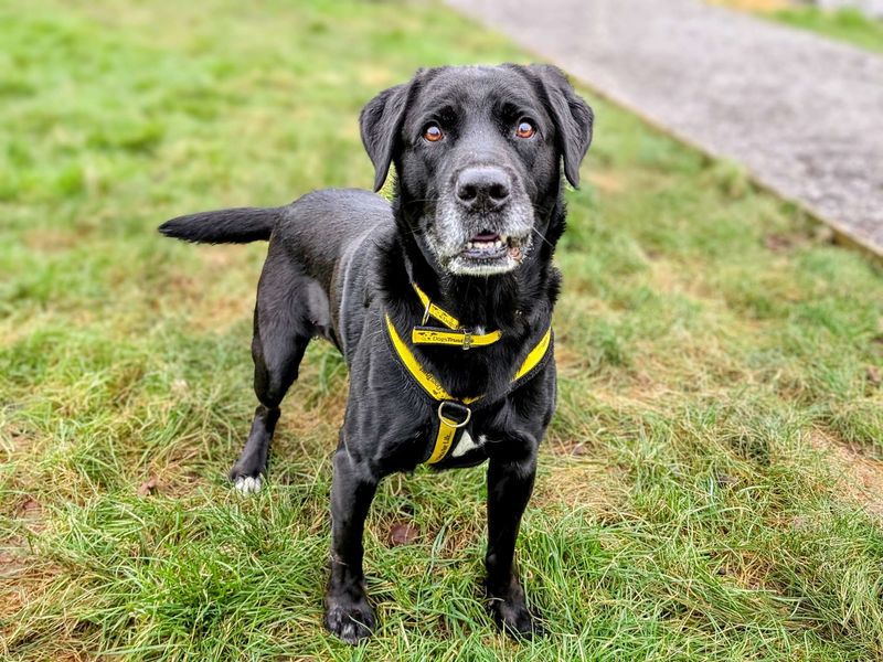 Boxer Dogs And Puppies For Adoption | Boxer Owners