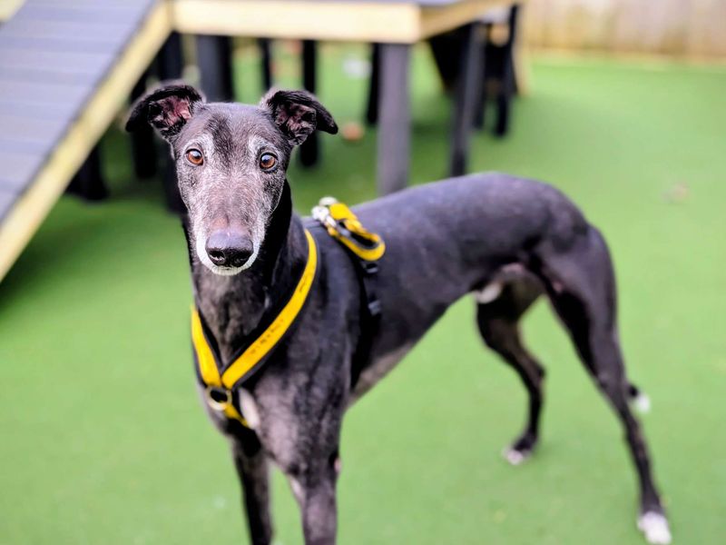 Adopt a Greyhound Rescue Dog | Hiccup | Dogs Trust